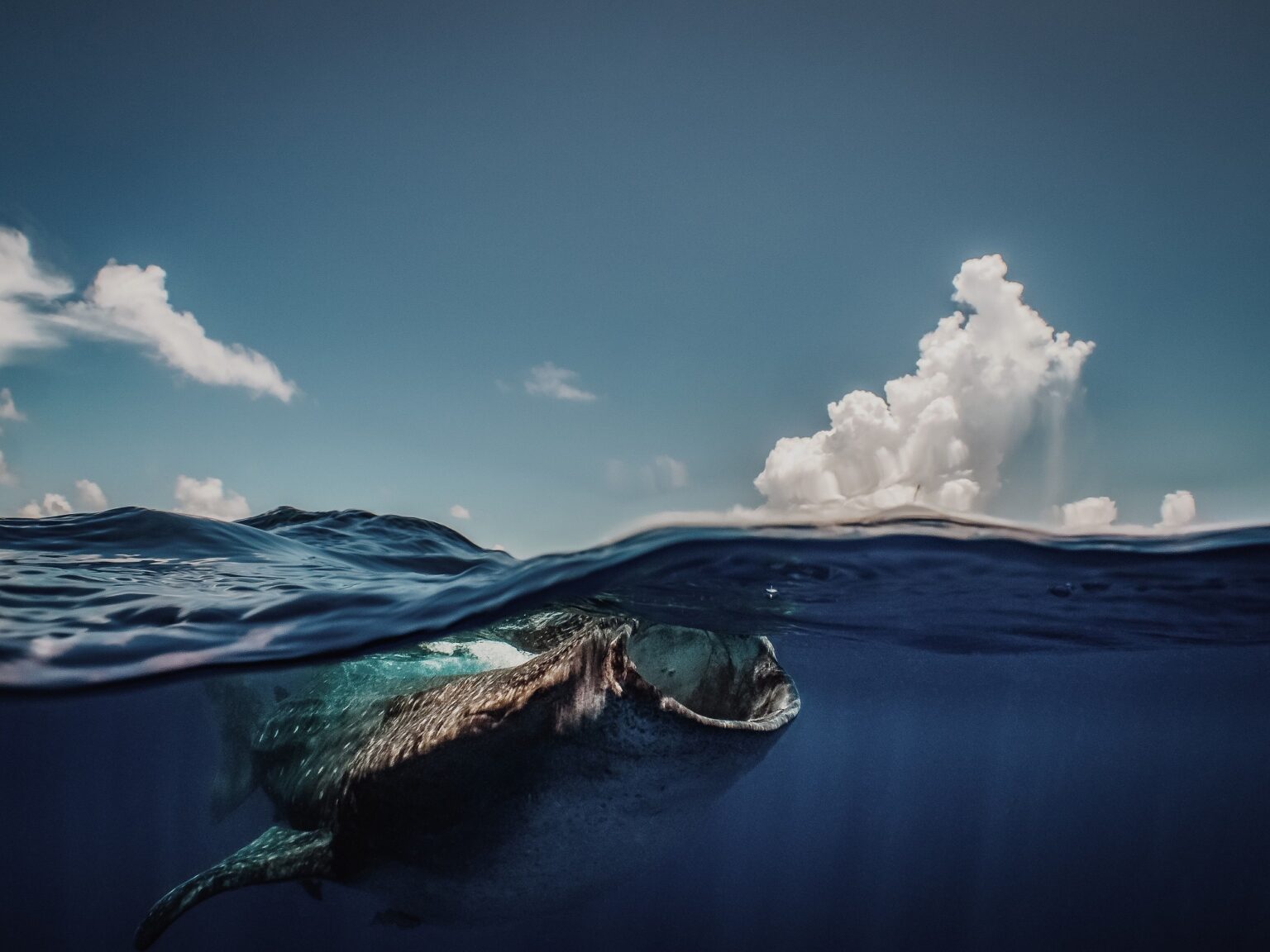 New Whale Shark Experience at Banana Island Resort Doha - Travel Pursuit