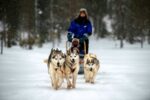 TUI Lapland Programme: Flights Now Included For 2026 - Travel Pursuit